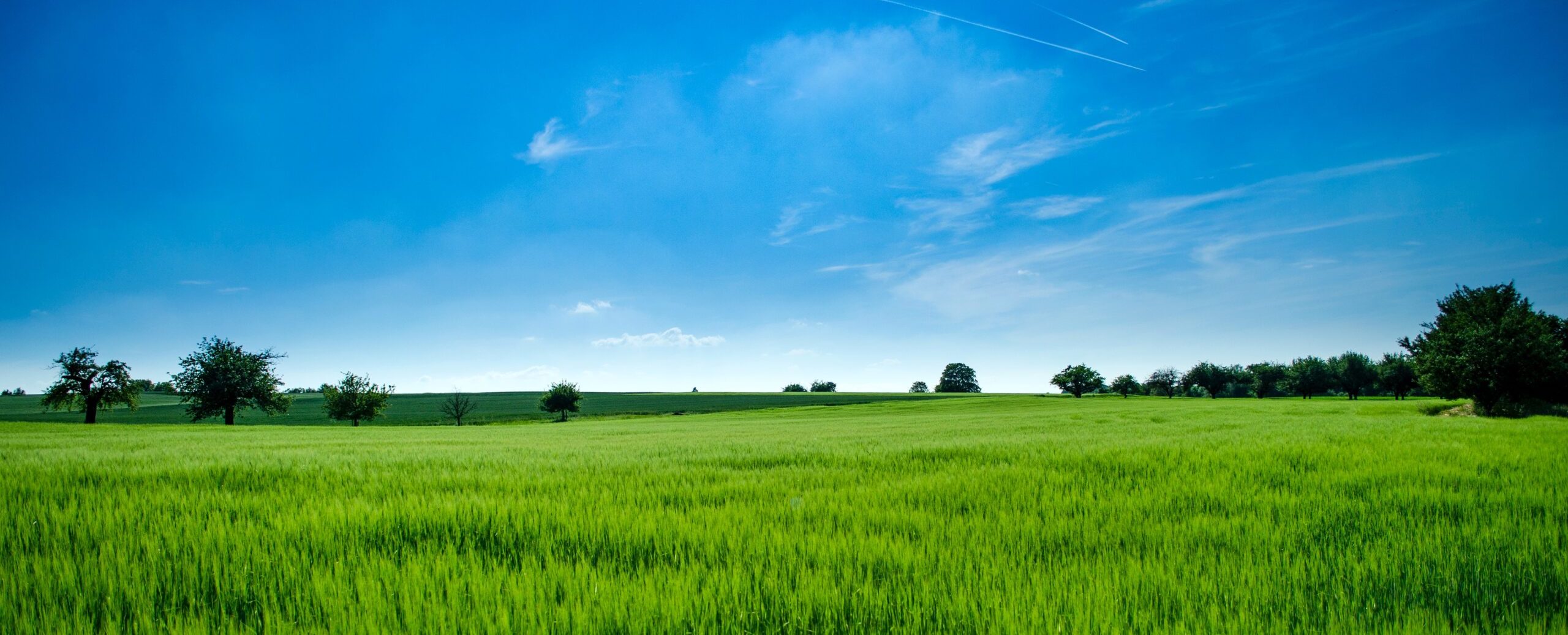 Home | Aukland Pastures